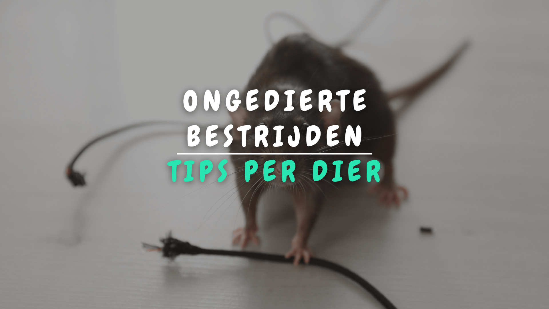 Ongedierte bestrijden: Praktische tips per dier