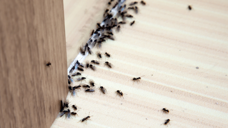 Ongedierte bestrijden: Praktische tips per dier